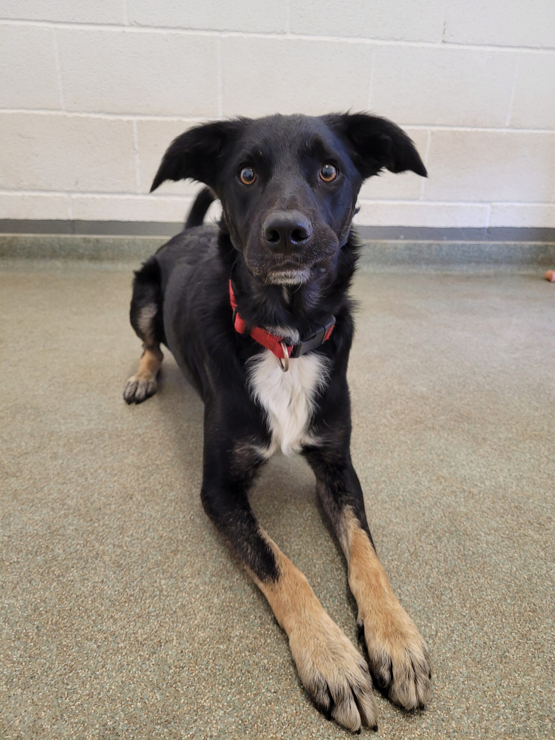 Rehome dogs | Ferne Animal Sanctuary