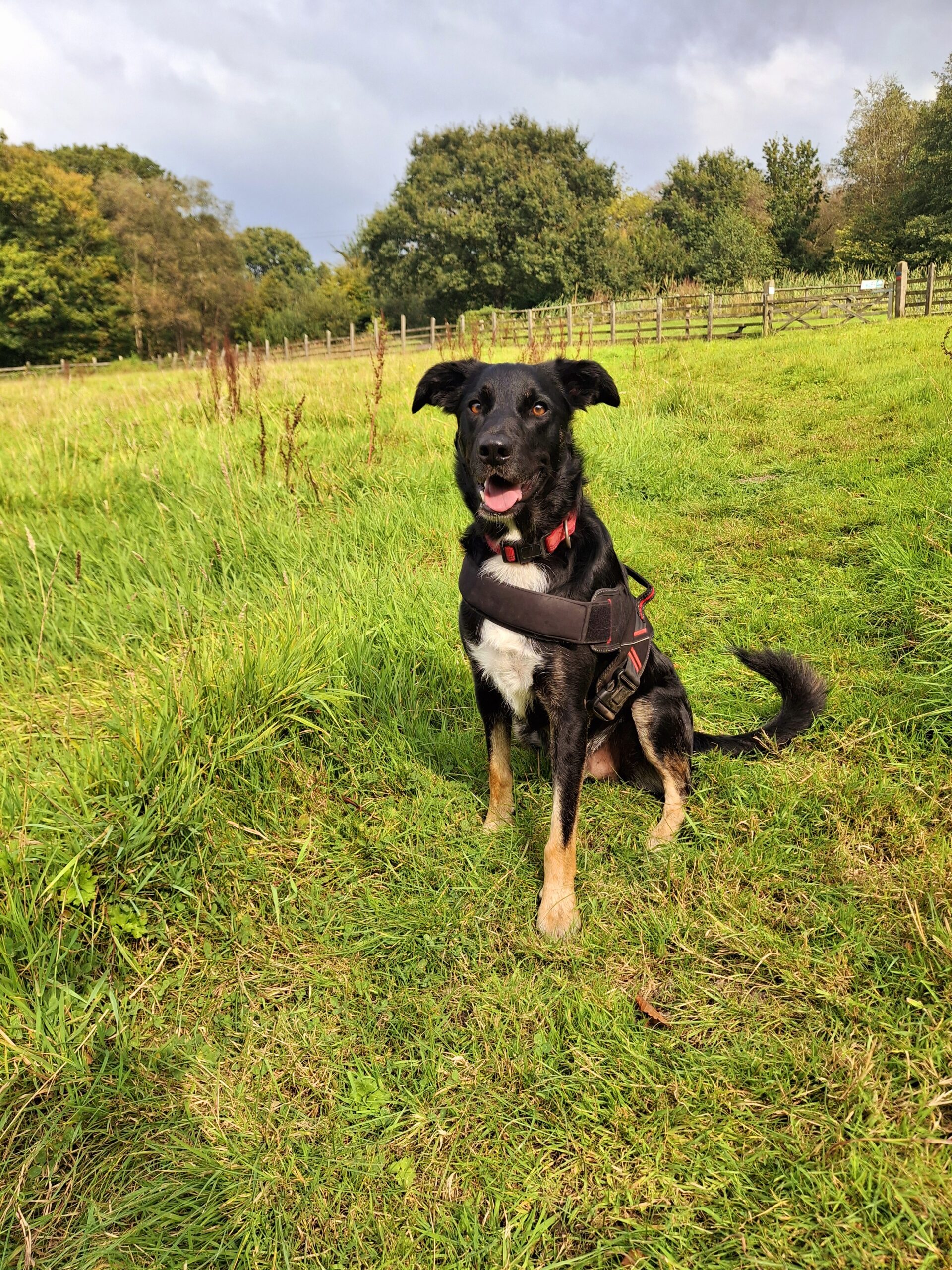 Rehome dogs | Ferne Animal Sanctuary