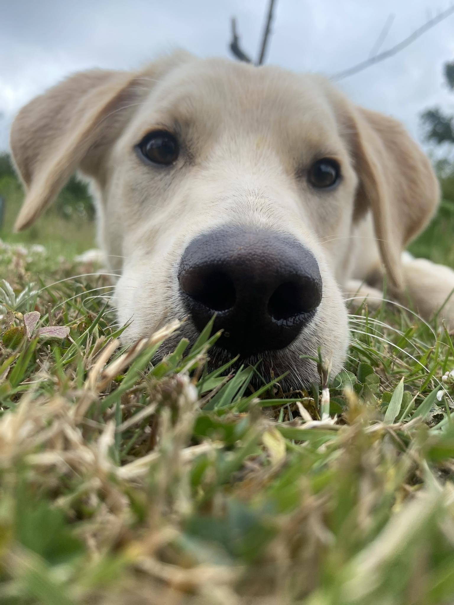 Rehome dogs | Ferne Animal Sanctuary