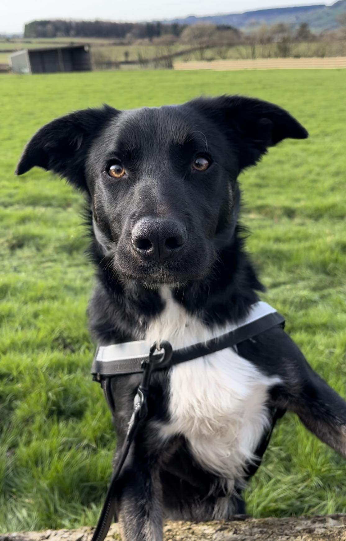 Rehome dogs | Ferne Animal Sanctuary