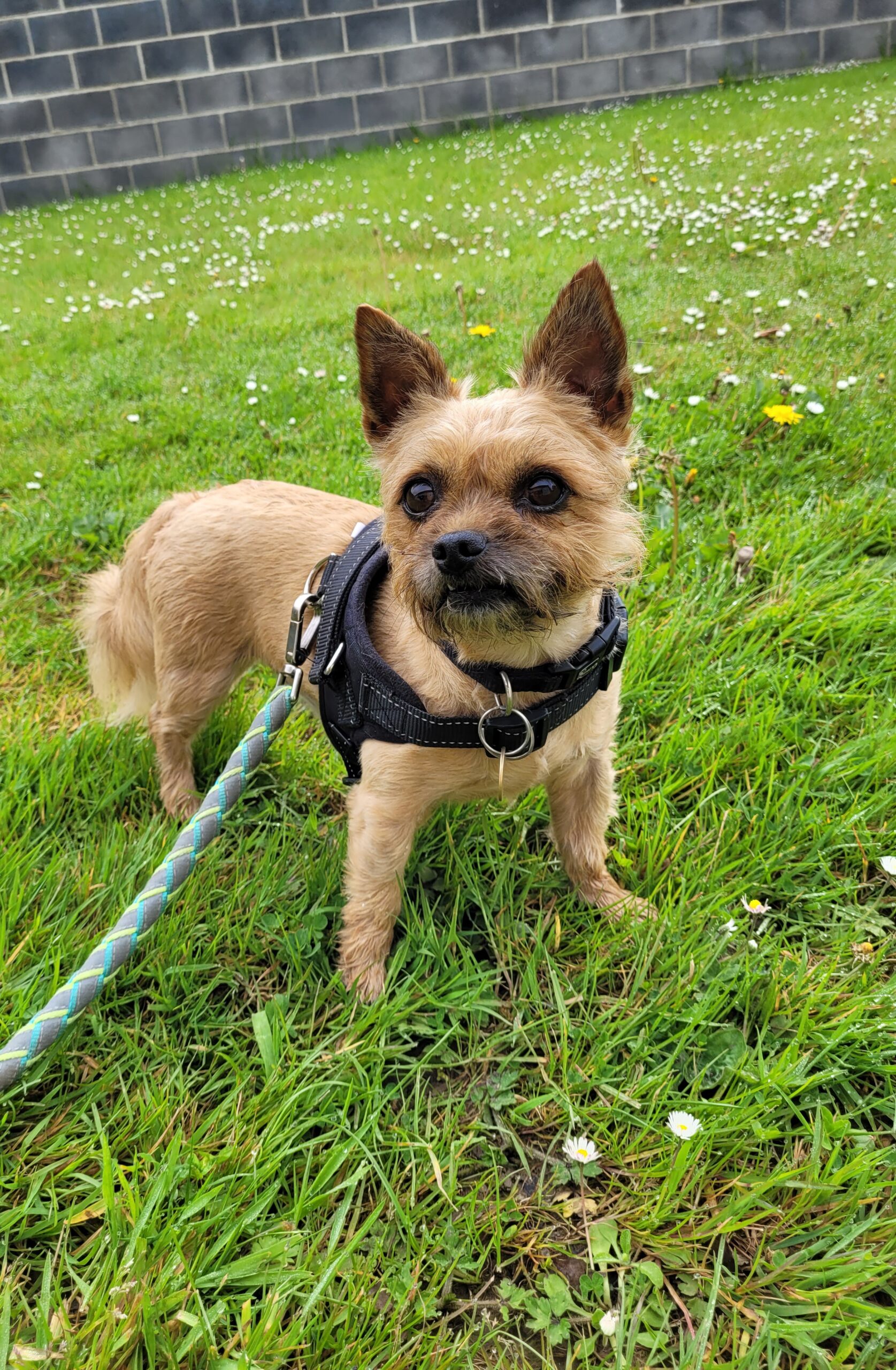 Rehome dogs | Ferne Animal Sanctuary