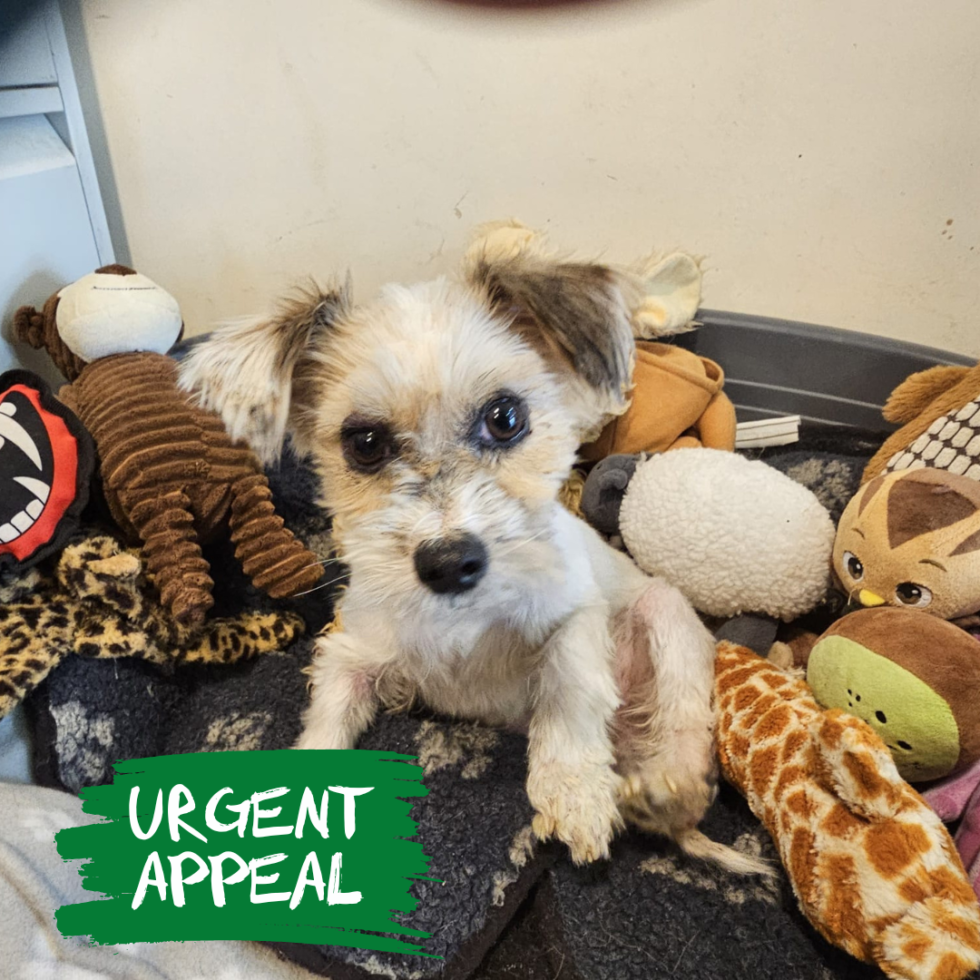 Home | Ferne Animal Sanctuary