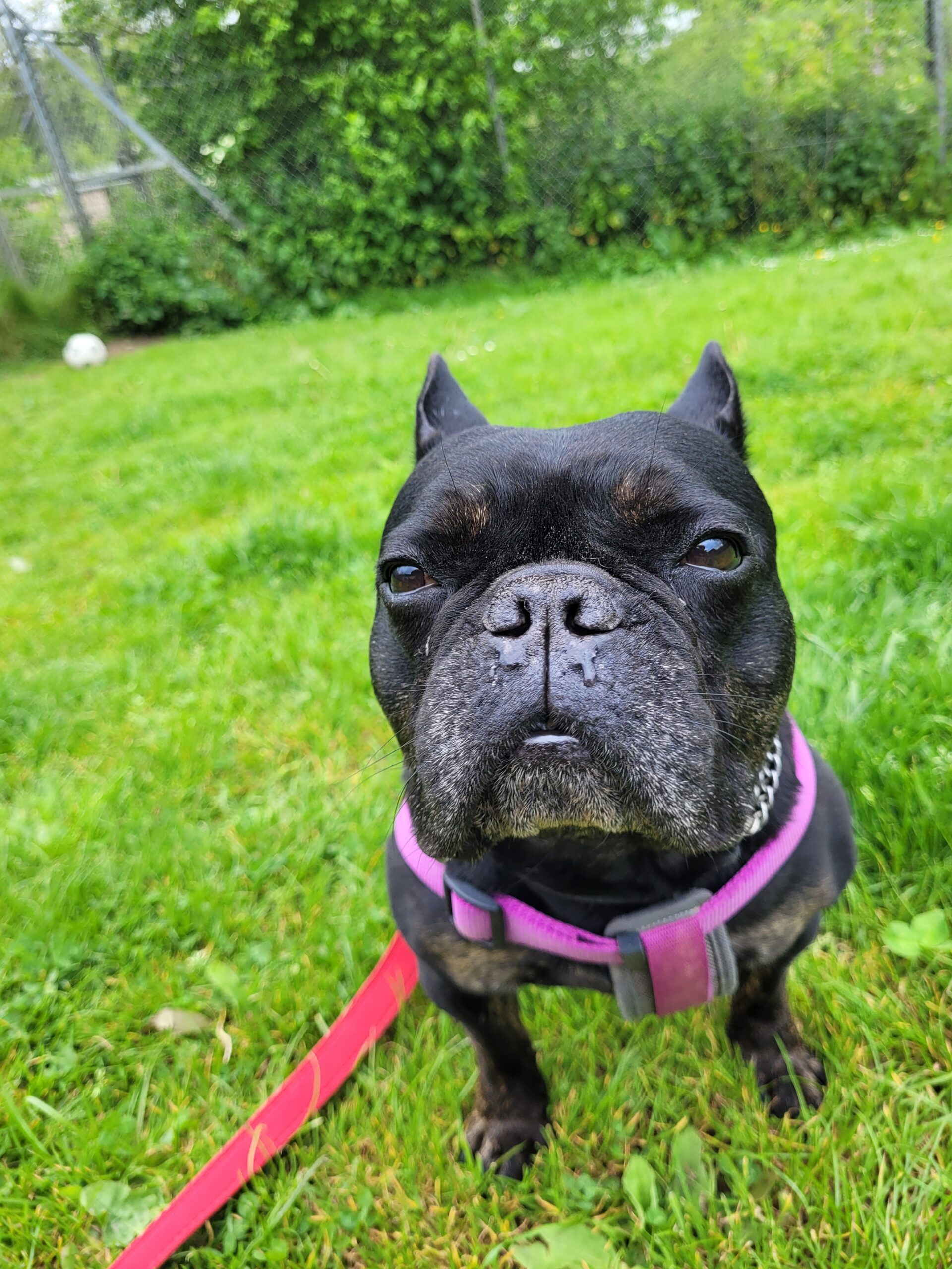 Rehome dogs | Ferne Animal Sanctuary