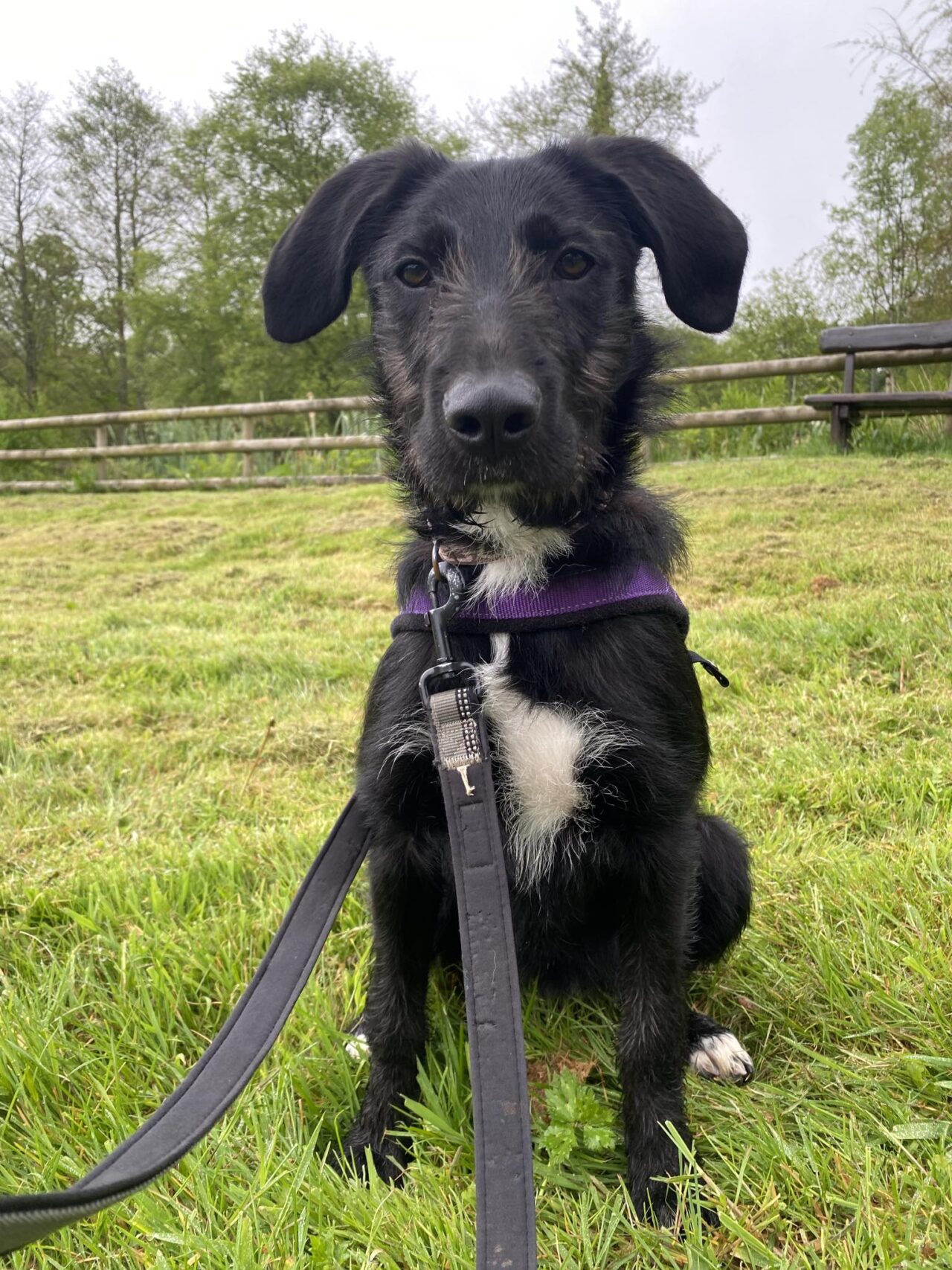 Rehome dogs | Ferne Animal Sanctuary