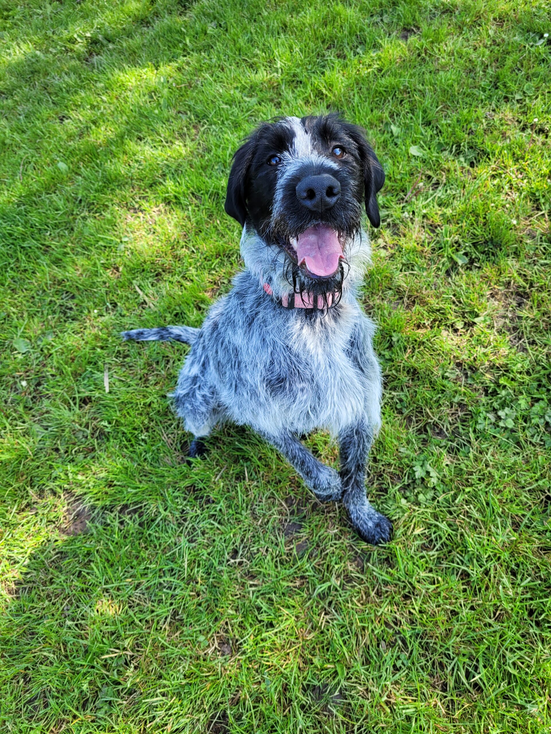 Rehome dogs | Ferne Animal Sanctuary