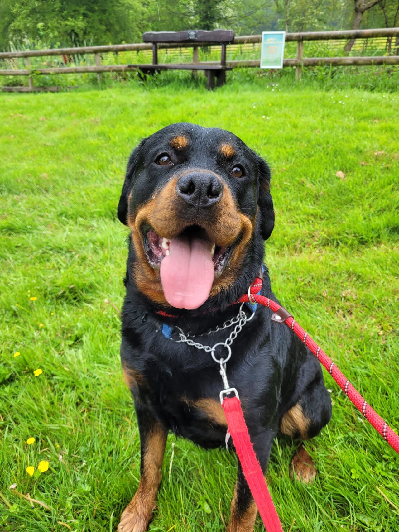 Rehome dogs | Ferne Animal Sanctuary