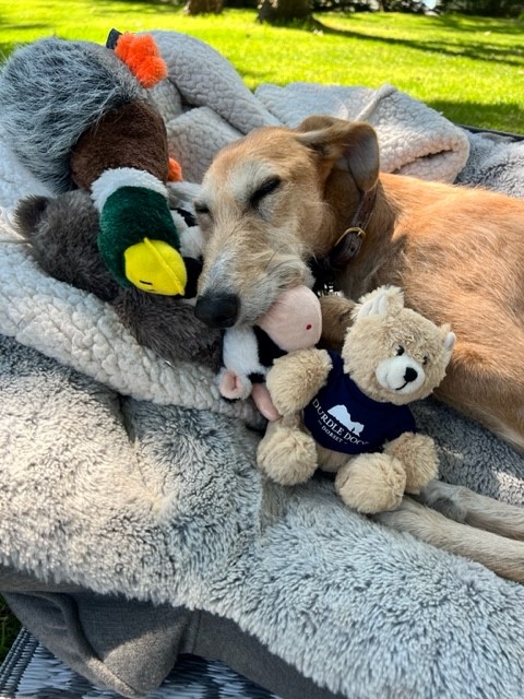 Find Your Furry Friend: Adoption Stories from Our Sanctuary | Ferne ...