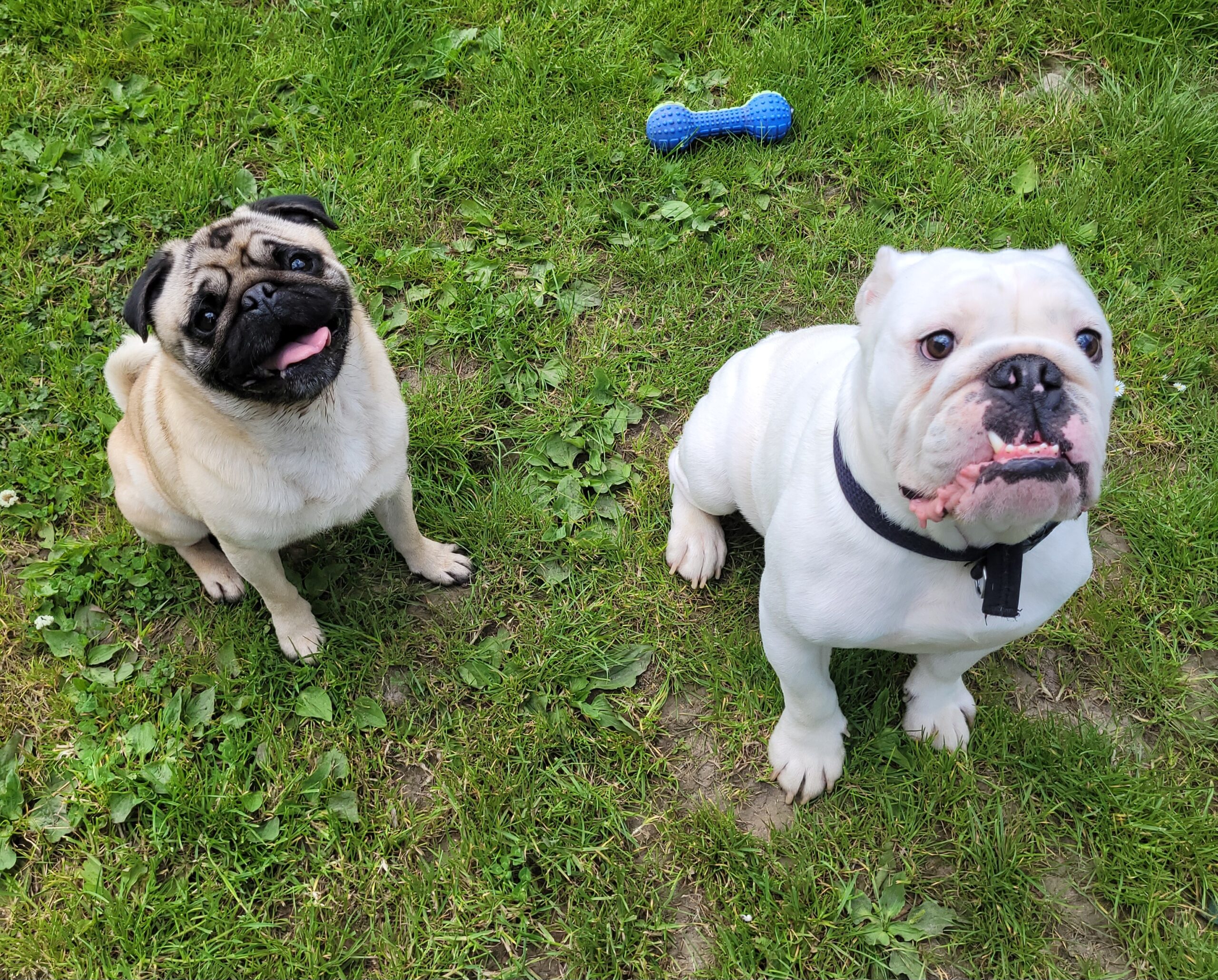 Rehome dogs | Ferne Animal Sanctuary