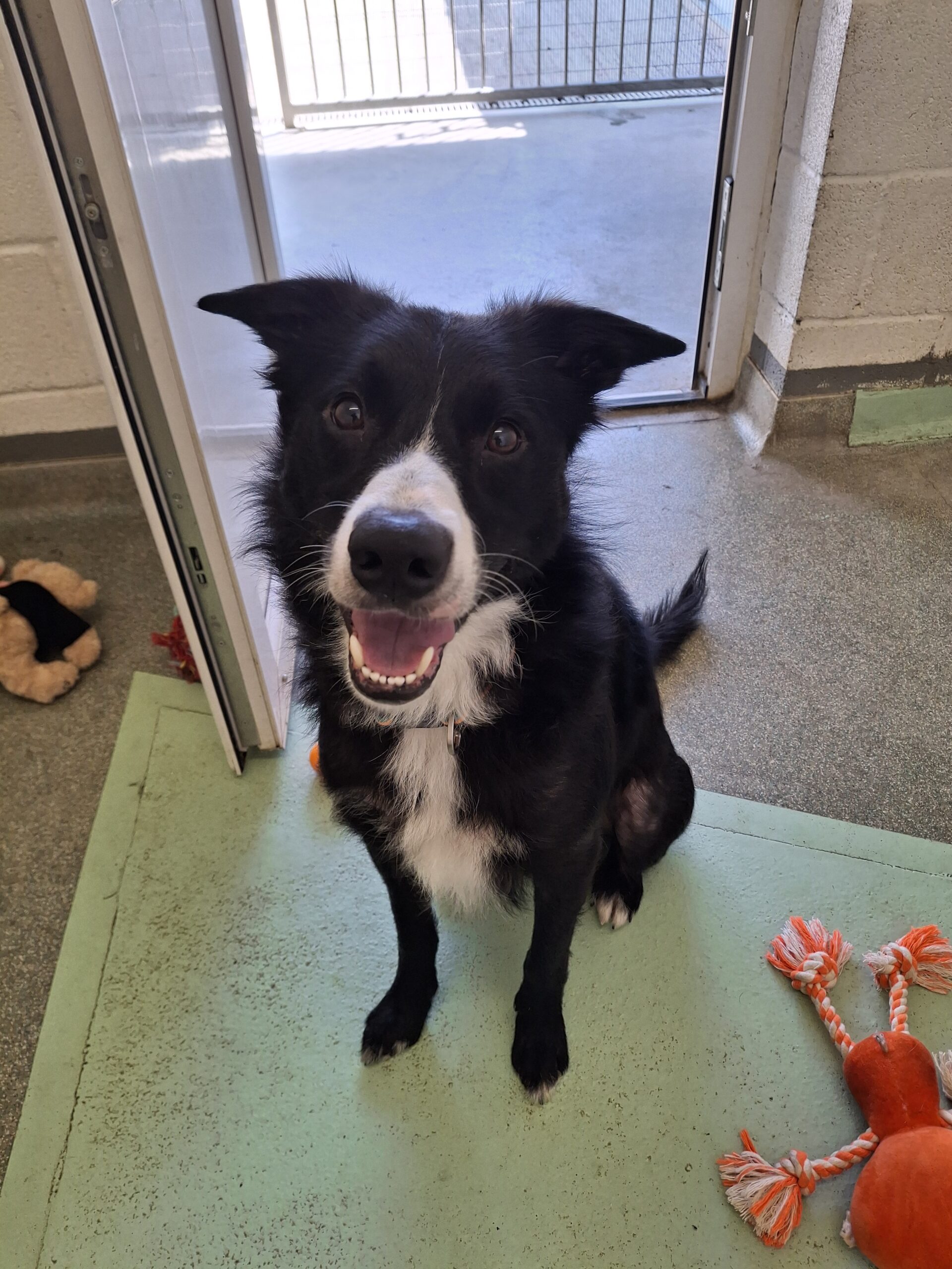 Rehome dogs | Ferne Animal Sanctuary