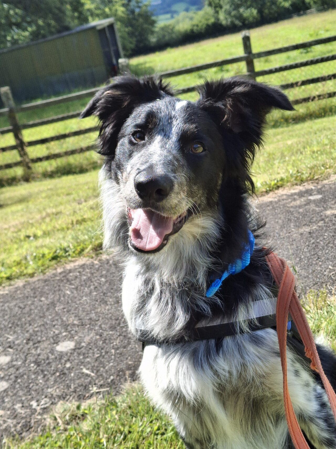 Rehome dogs | Ferne Animal Sanctuary