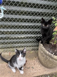 Rehome cats | Ferne Animal Sanctuary