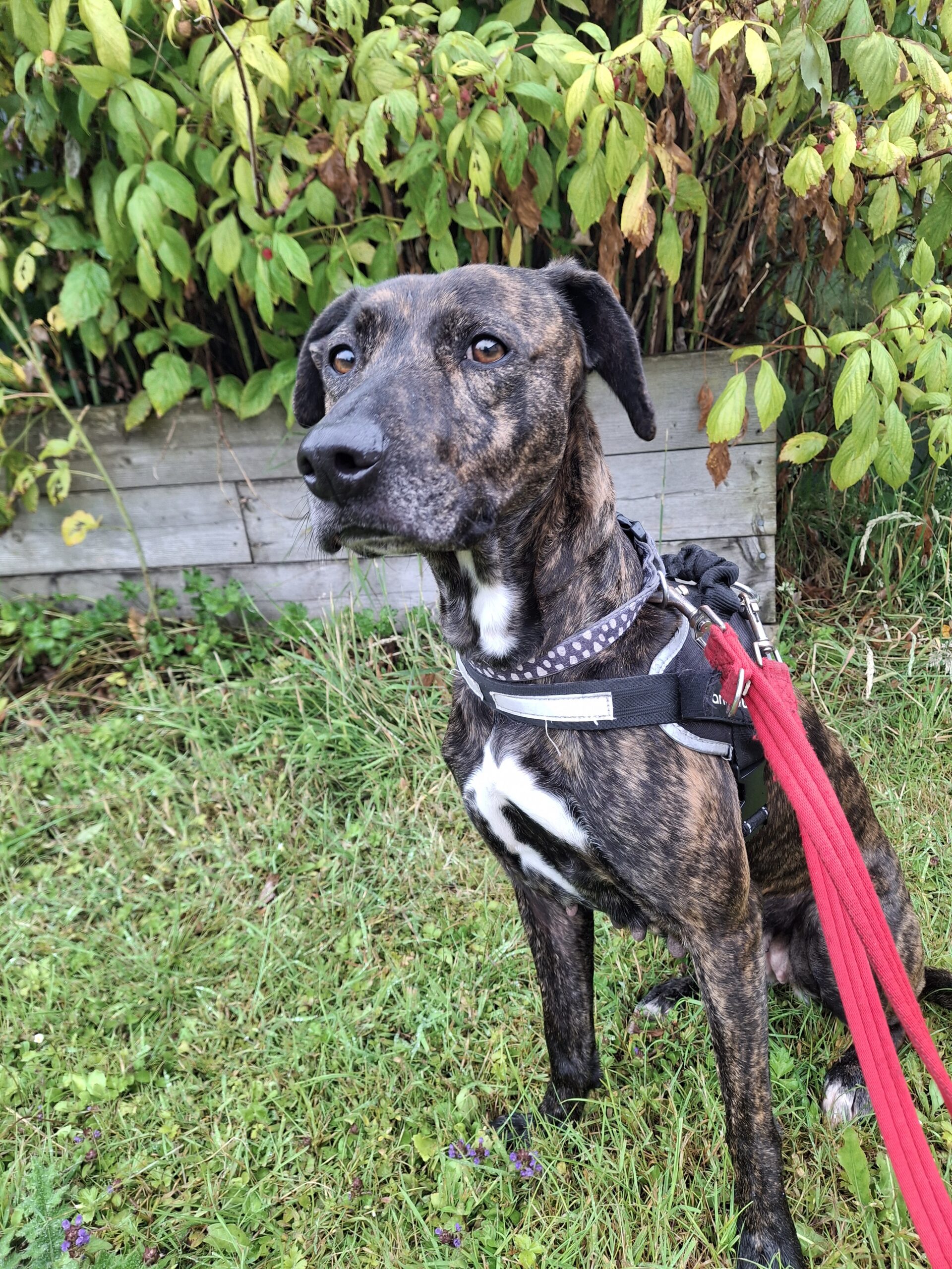 Rehome dogs | Ferne Animal Sanctuary