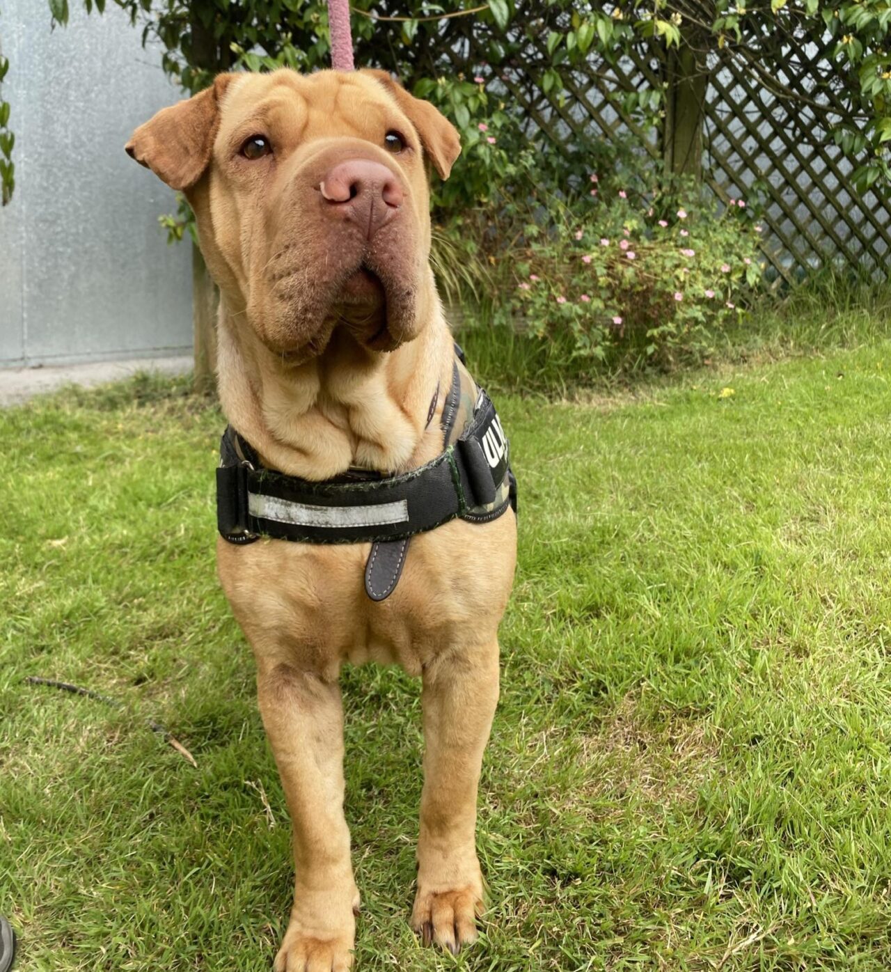 Rehome dogs | Ferne Animal Sanctuary