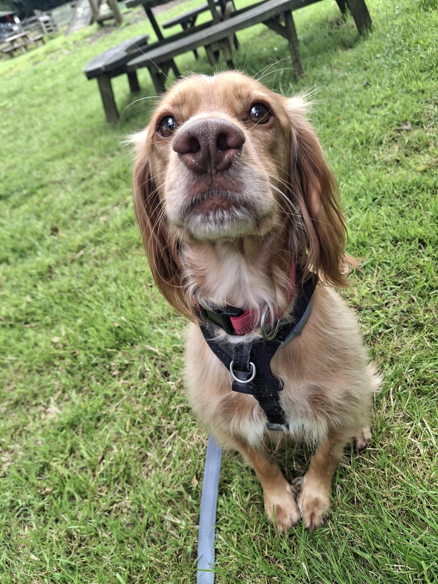 Rehome dogs | Ferne Animal Sanctuary