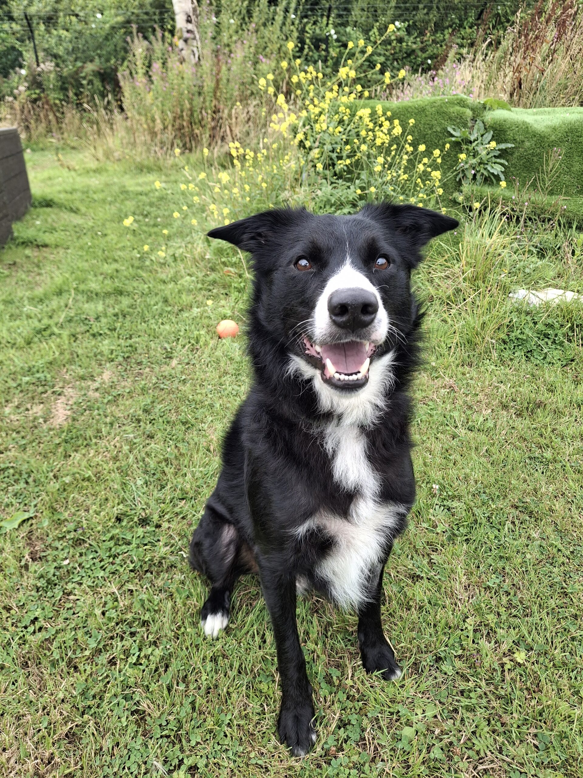 Rehome dogs | Ferne Animal Sanctuary