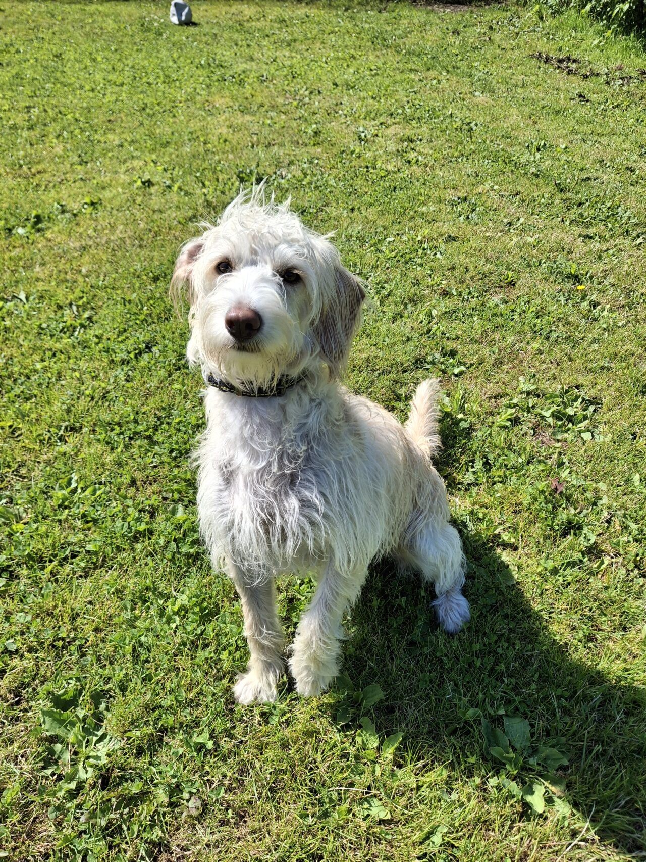 Rehome dogs | Ferne Animal Sanctuary