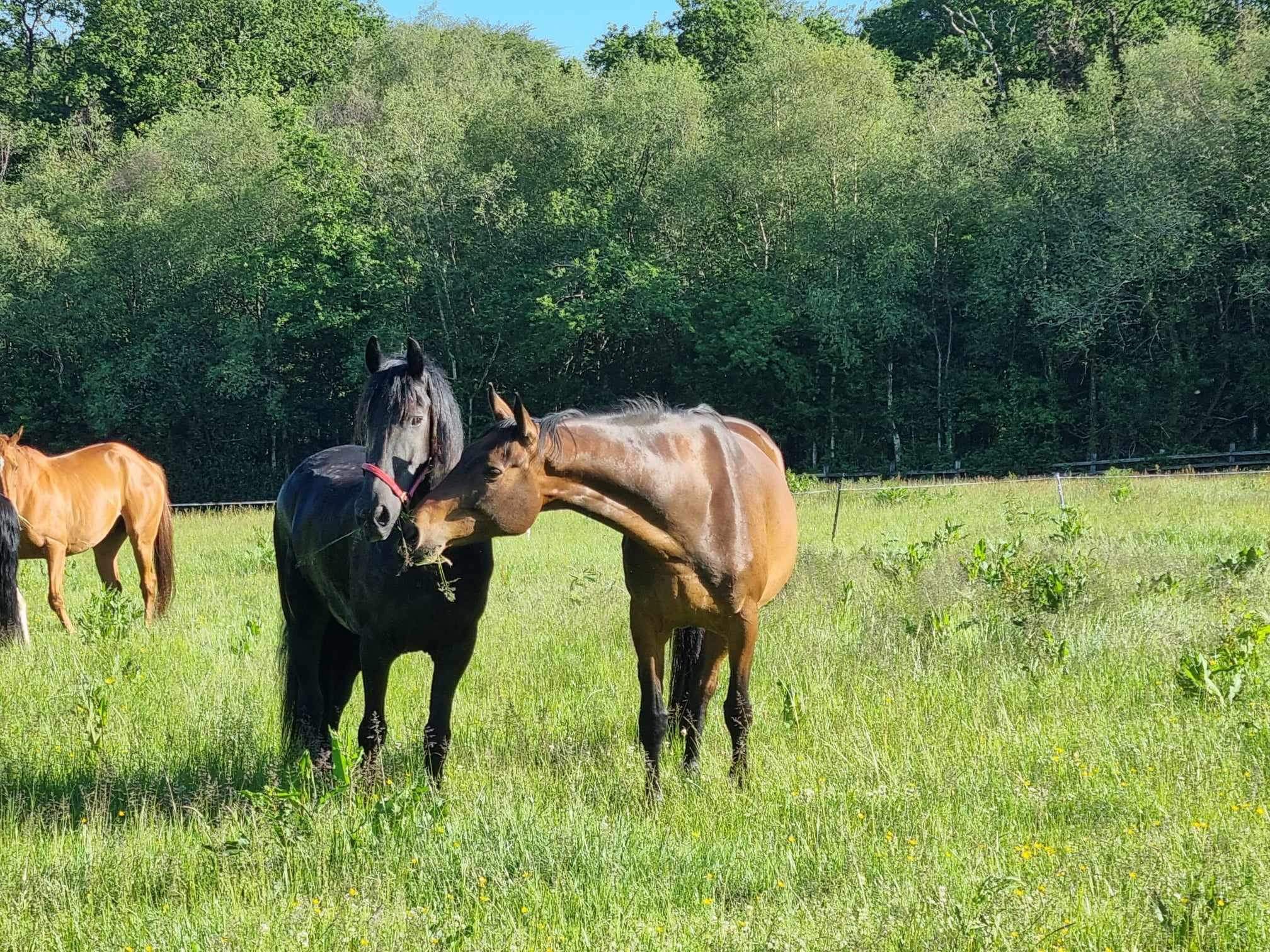 Support Us | Ferne Animal Sanctuary