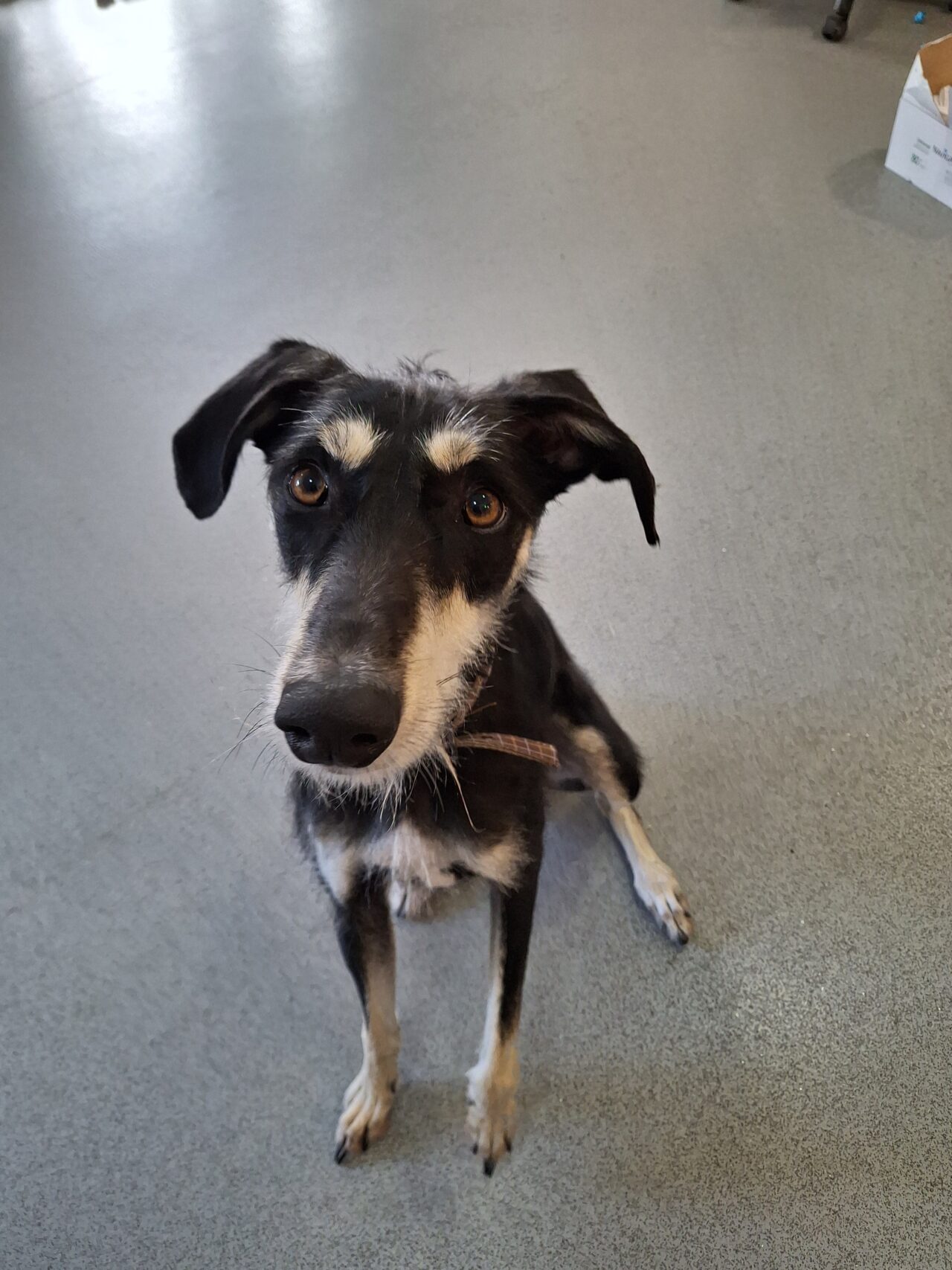Rehome dogs | Ferne Animal Sanctuary