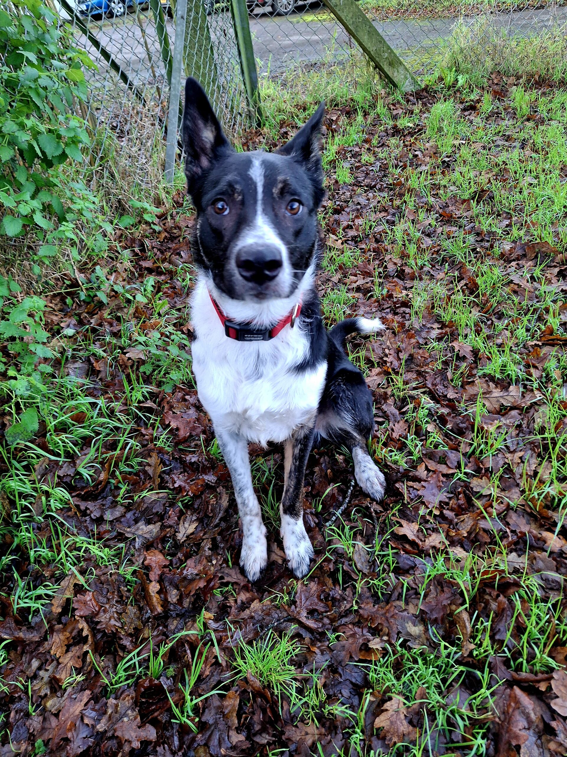 Rehome dogs | Ferne Animal Sanctuary