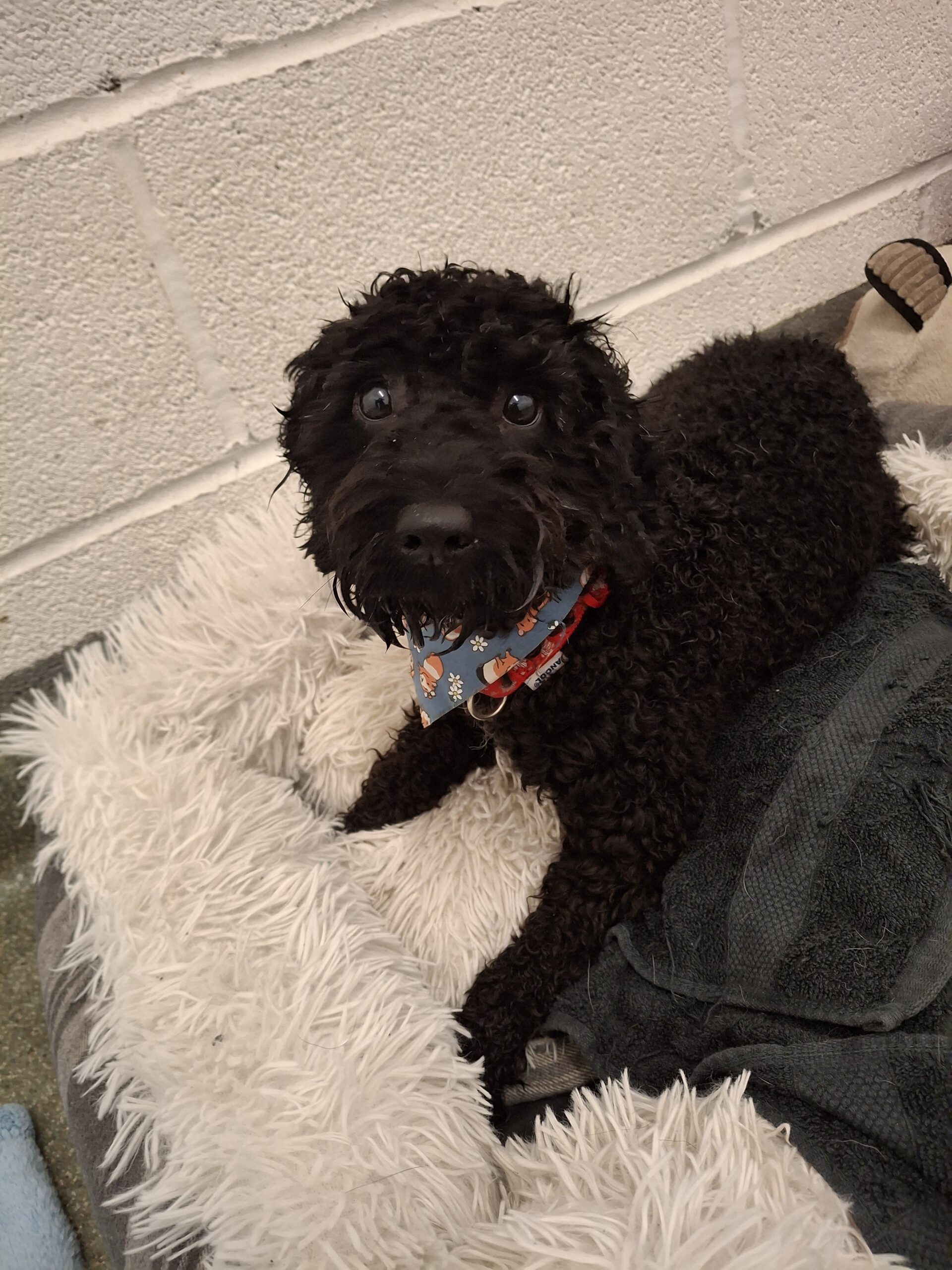 Rehome dogs | Ferne Animal Sanctuary