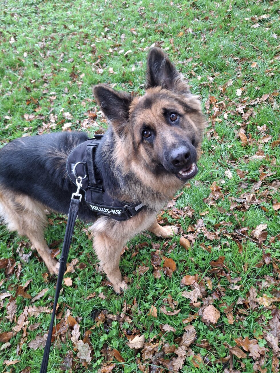 Rehome dogs | Ferne Animal Sanctuary