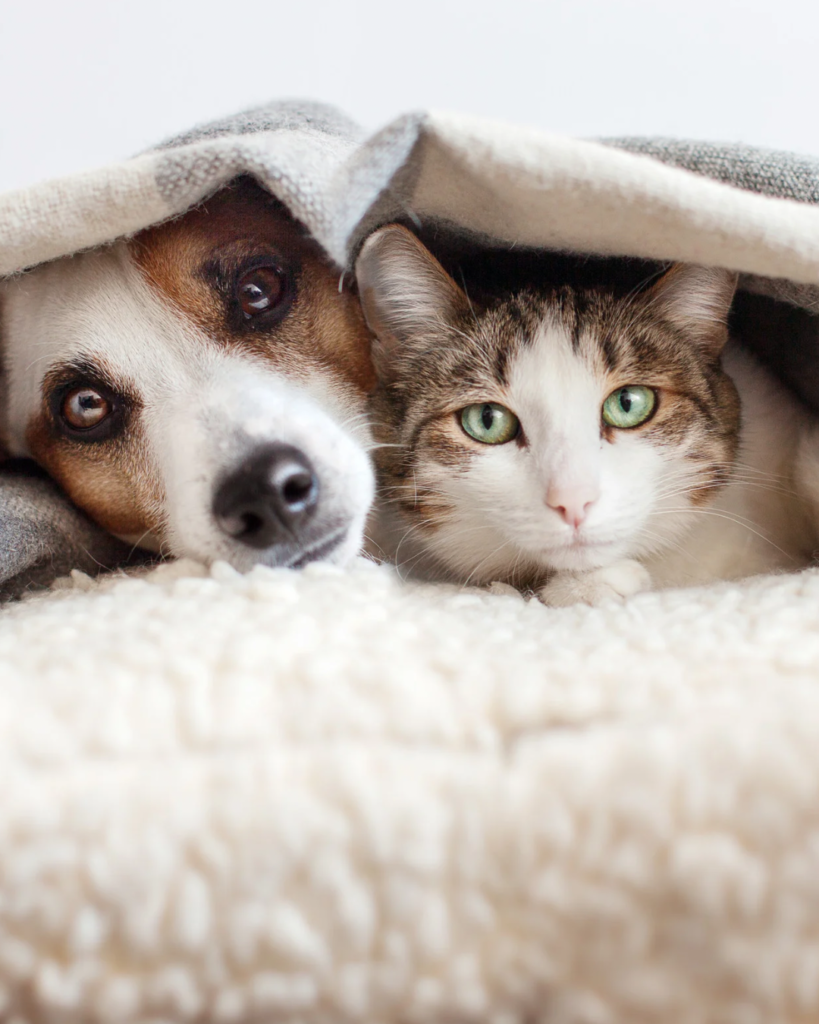 Keeping cats and dogs comfortable in cold weather | Ferne Animal Sanctuary