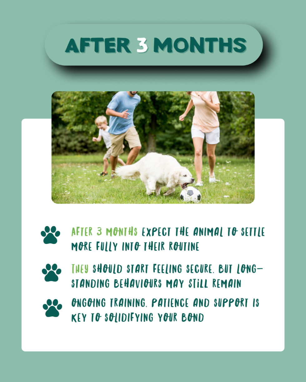 Rehome an animal | Ferne Animal Sanctuary