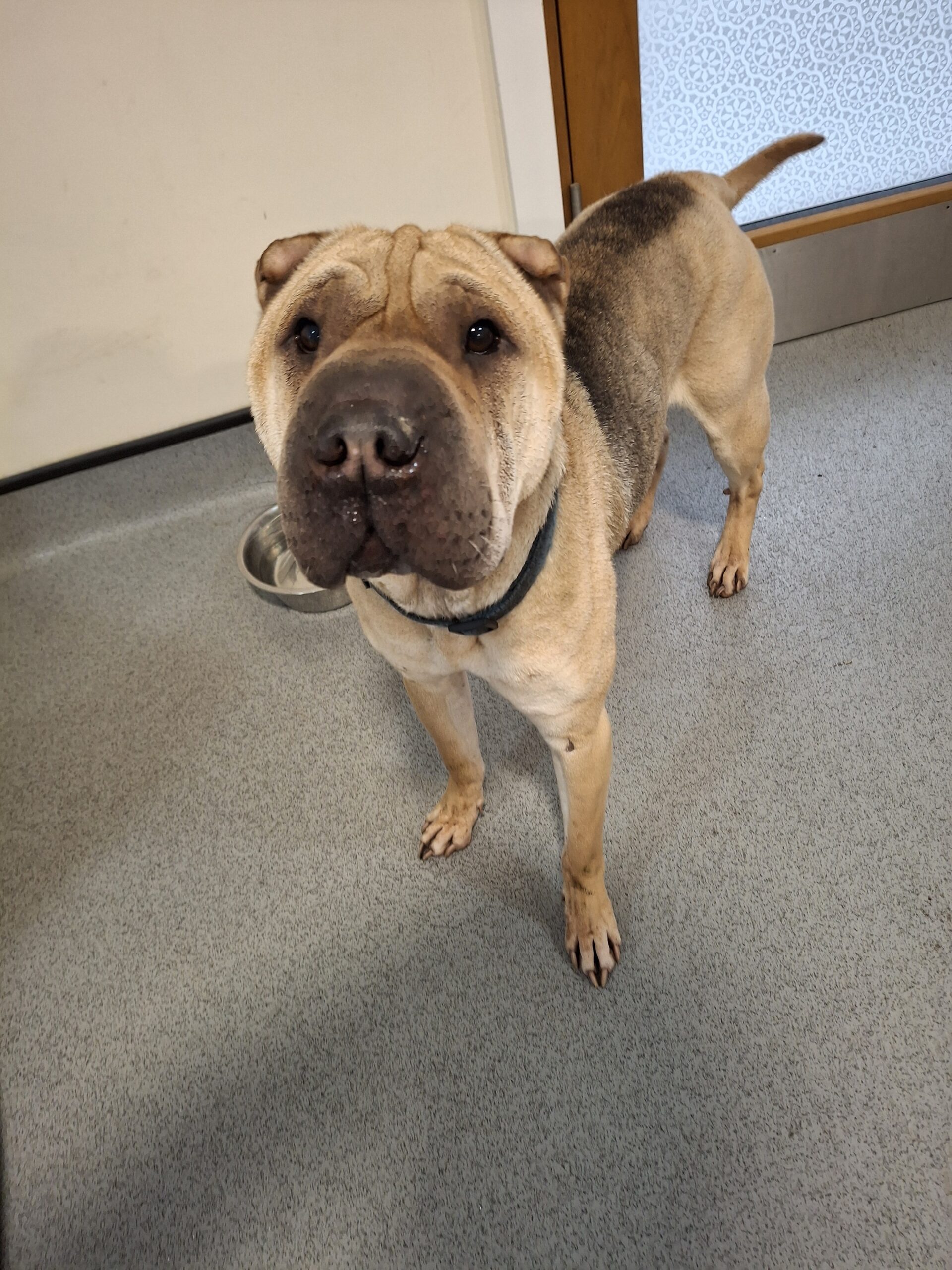 Rehome dogs | Ferne Animal Sanctuary
