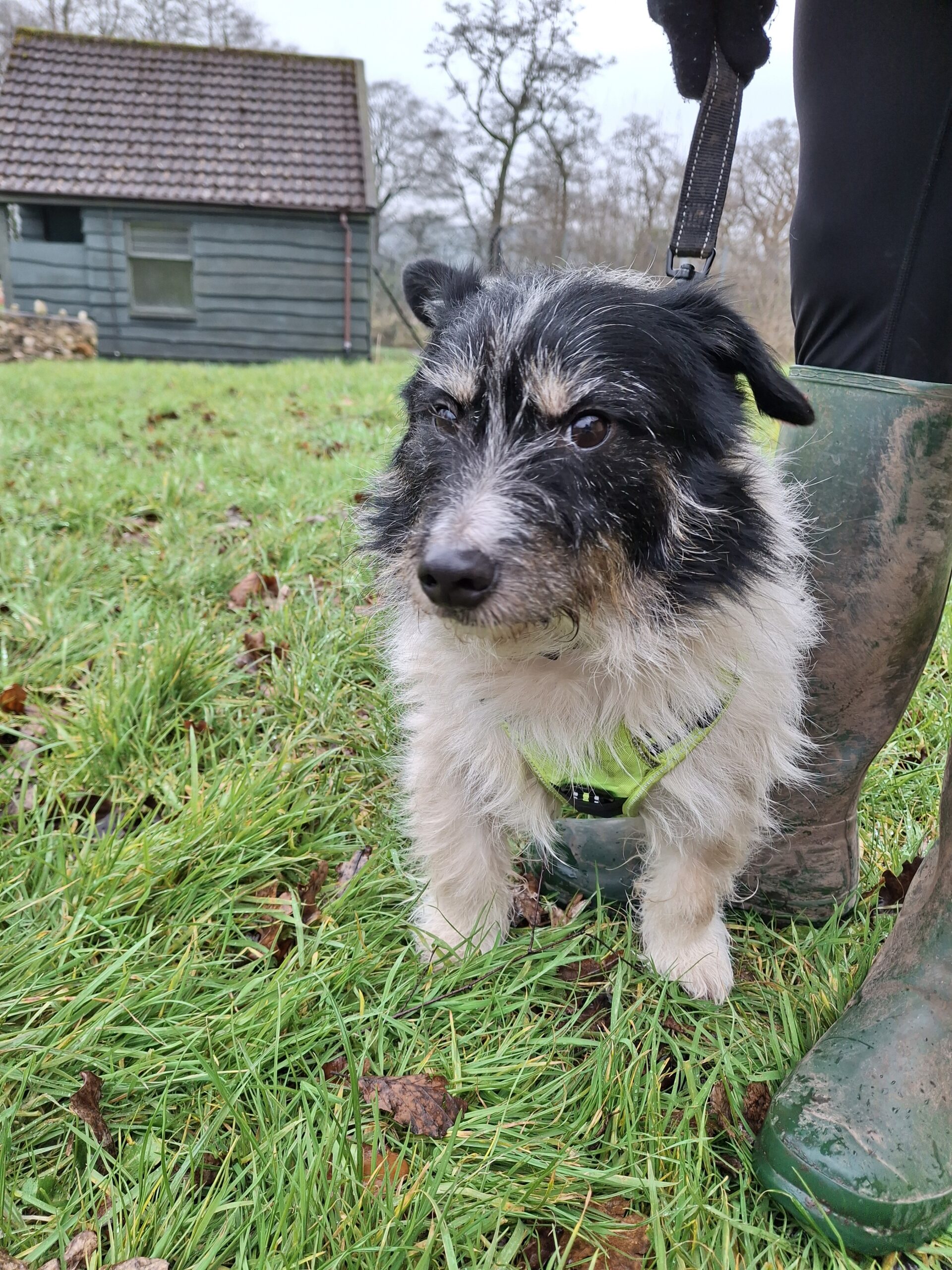 Rehome dogs | Ferne Animal Sanctuary