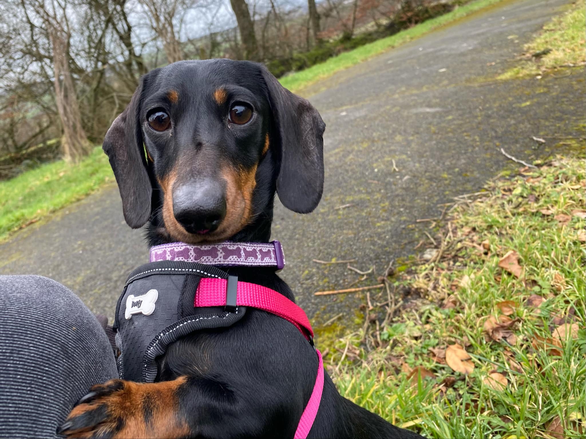 Rehome dogs | Ferne Animal Sanctuary