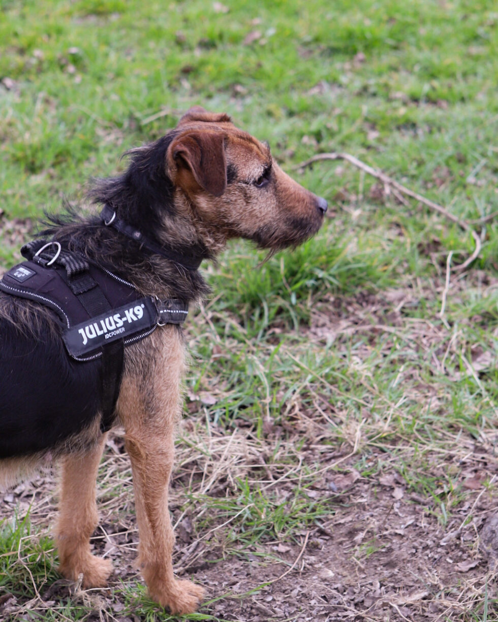 Rehome an animal | Ferne Animal Sanctuary