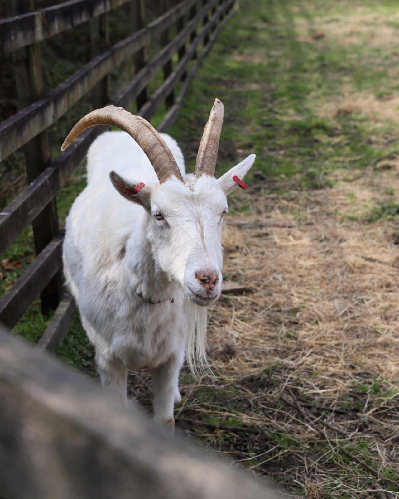 The Sanctuary | Ferne Animal Sanctuary