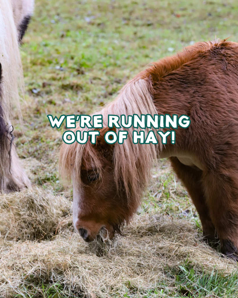 Help us fill the hay barn this winter | Ferne Animal Sanctuary