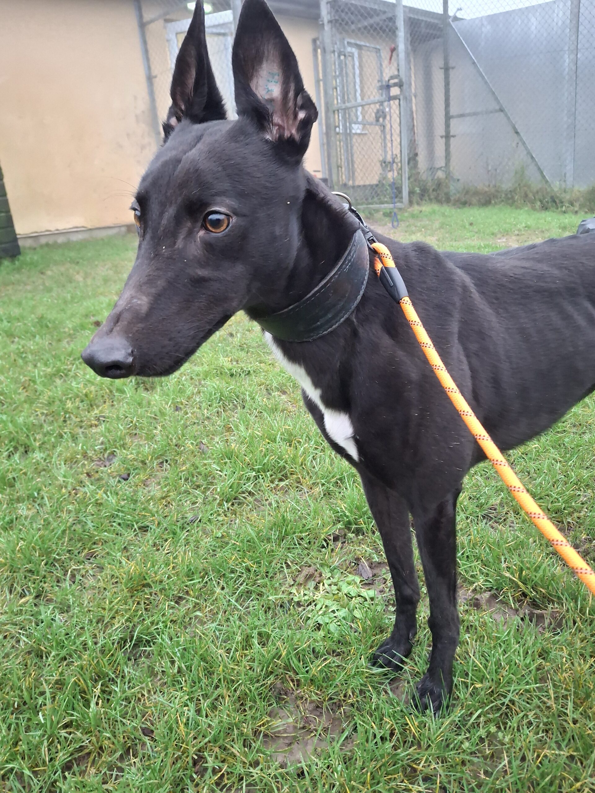 Del | Rehome Cats, Gogs & Animals | Ferne Animal Sanctuary